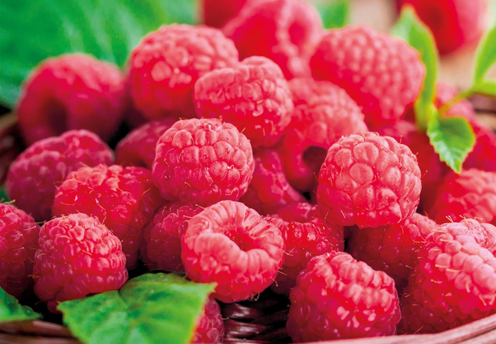 WIE GEHT... OBSTPFLANZE? - Florapark Wagner