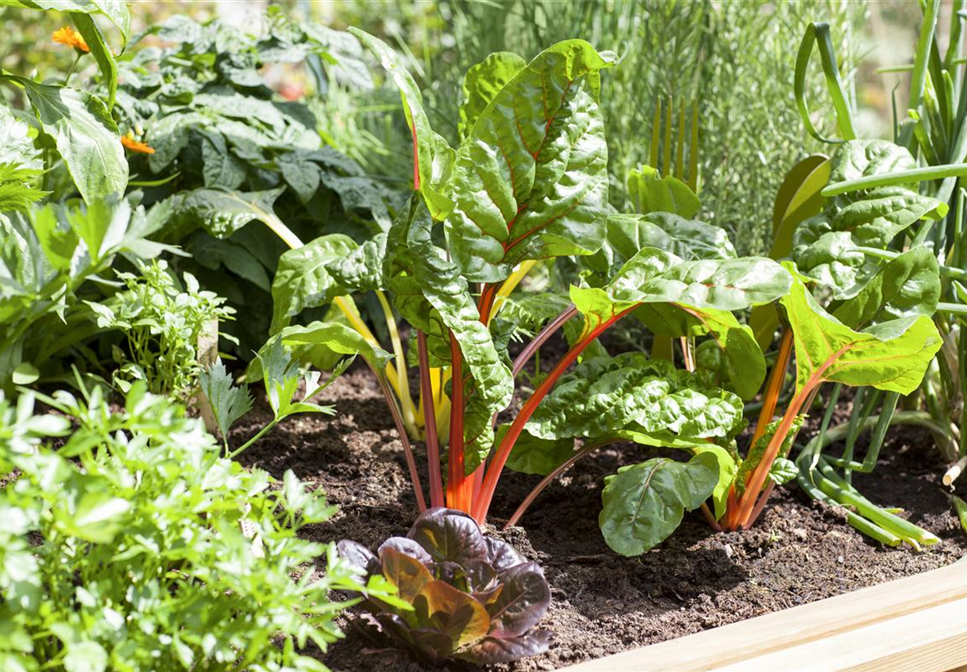 ROTES OBST & GEMüSE! - Florapark Wagner